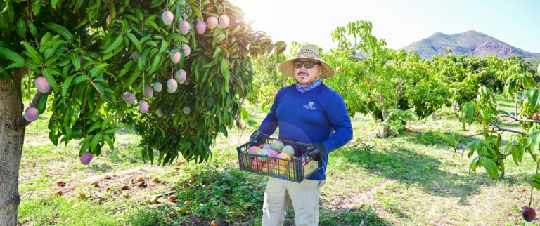 THE FIRST MANGO HARVEST AT COSTA PALMAS | Costa Palmas